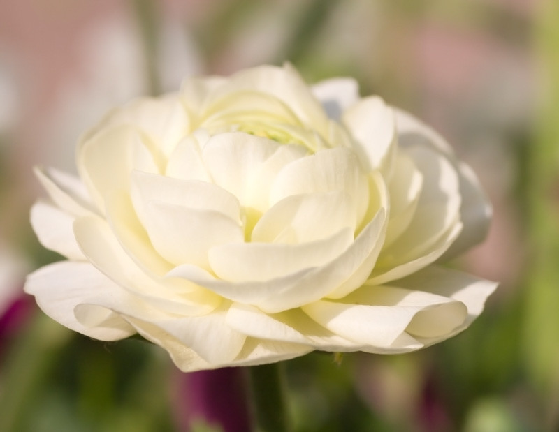 Ranunculus asiaticus 'Tomer White' (Persian Buttercup)
