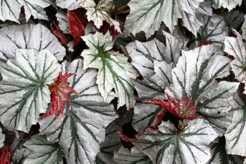 Begonia 'Looking Glass' (Cane Begonia)
