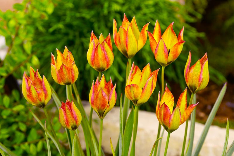 Tulipa orphanidea 'Flava' (Botanical Tulip)