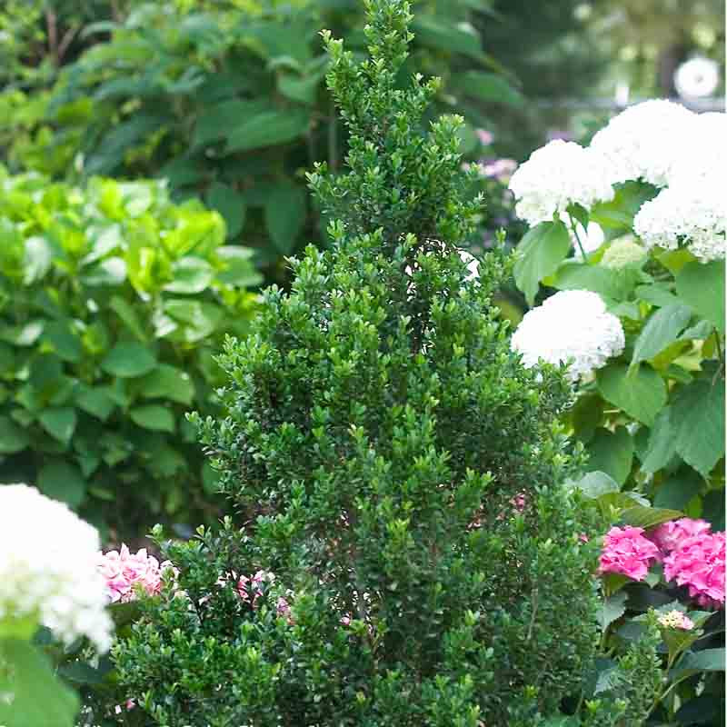 Ilex crenata 'Sky Pointer' (Japanese Holly)