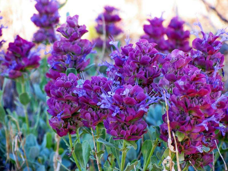 Salvia pachyphylla (Rose Sage)