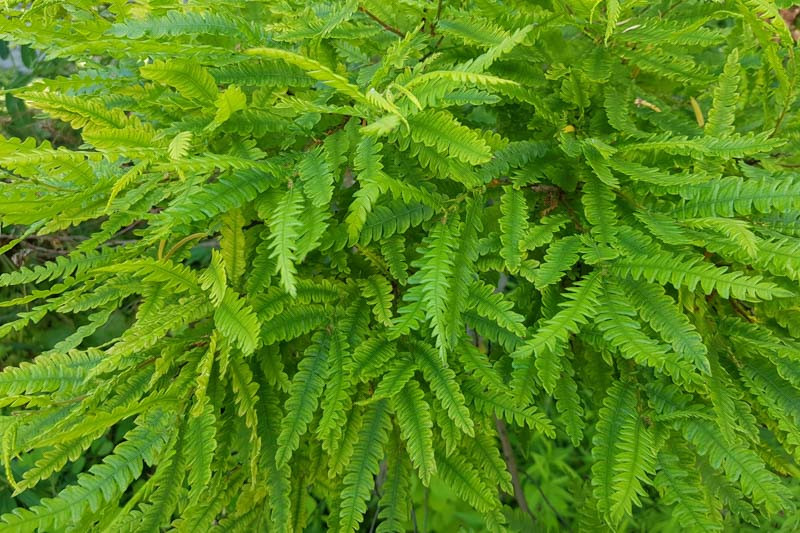 Comptonia peregrina (Sweet Fern)