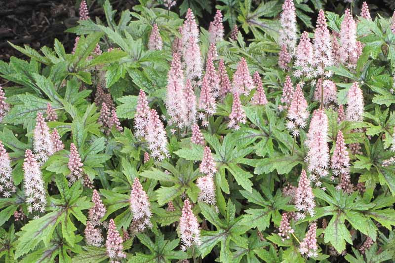 Tiarella 'Pink Skyrocket' (Foam Flower)