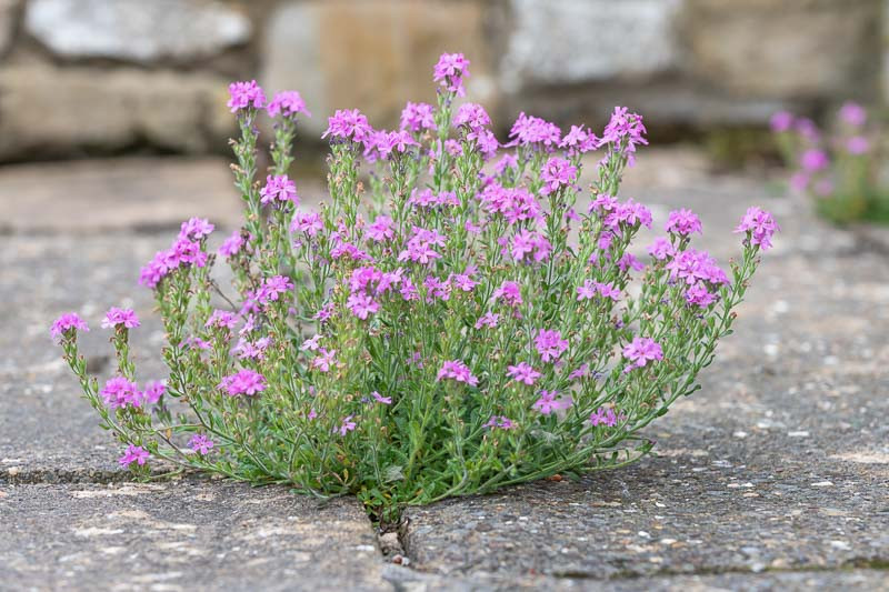 Erinus alpinus (Fairy Foxglove)