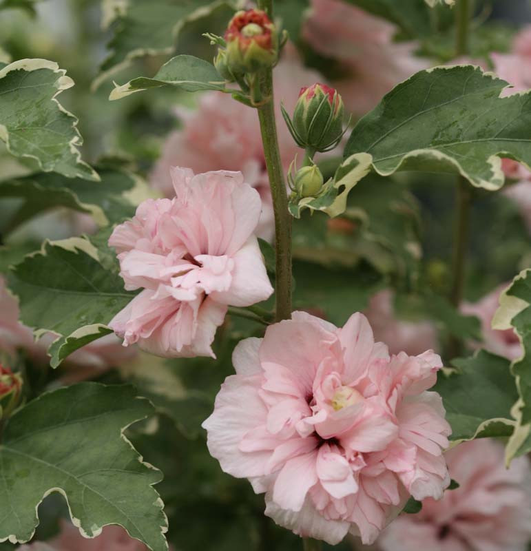Hibiscus syriacus Sugar Tip® (Rose of Sharon)