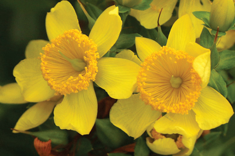 Hypericum kalmianum Sunny Boulevard® (Kalm St. John's Wort)