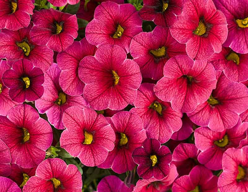 Calibrachoa 'Superbells Cherry Red'