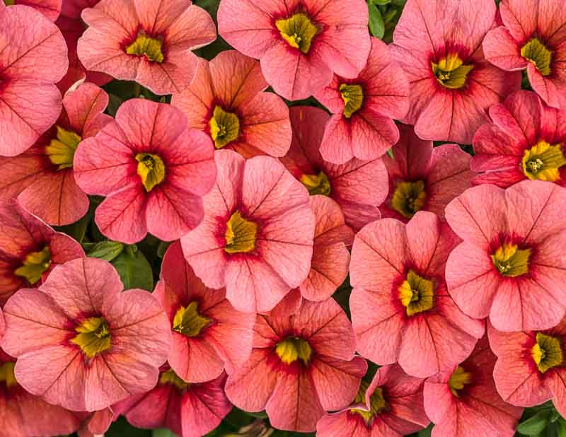 Calibrachoa 'Superbells Coralina'