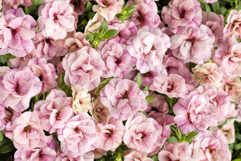 Calibrachoa 'Superbells Double Orchid'