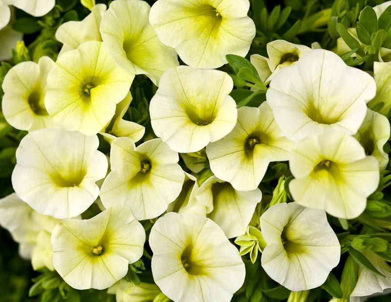 Calibrachoa 'Superbells Yellow Chiffon'