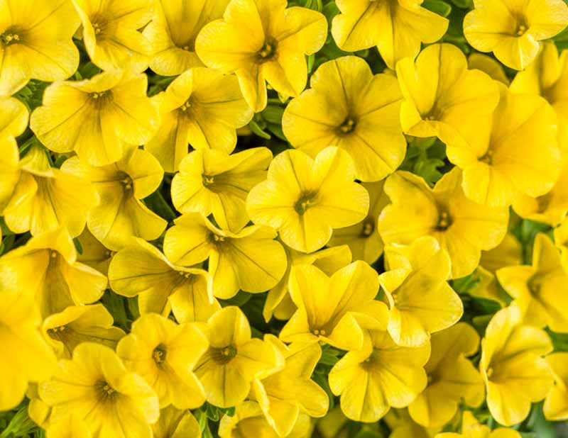 Calibrachoa 'Superbells Yellow'