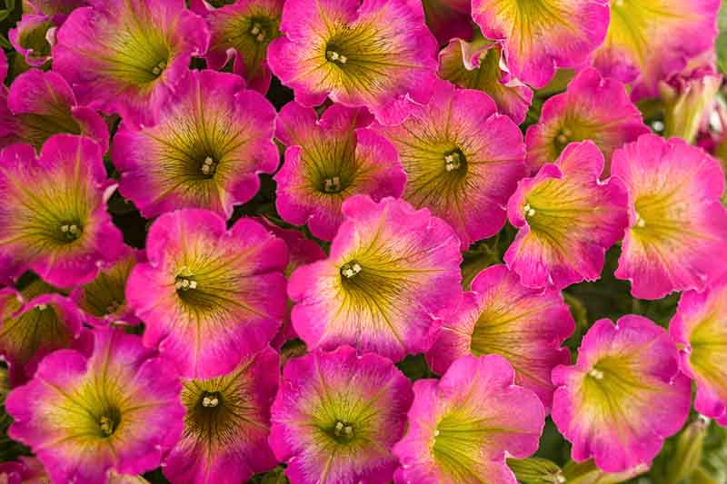 Petunia 'Supertunia Daybreak Charm'