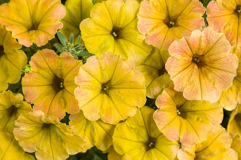 Petunia 'Supertunia Honey'