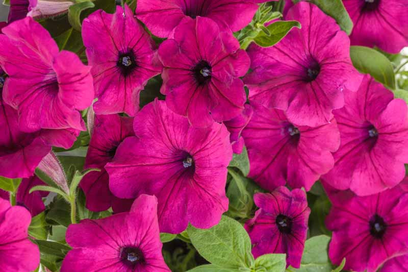 Petunia 'Supertunia Royal Magenta'