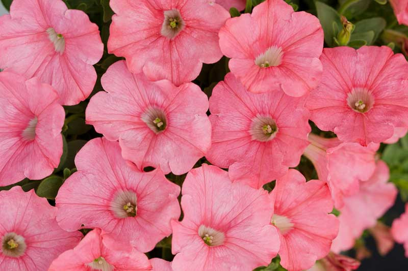 Petunia 'Supertunia Bermuda Beach'