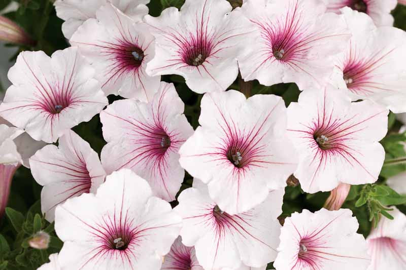Petunia 'Supertunia Vista Silverberry'