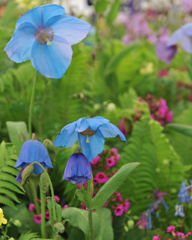Meconopsis 'Bobby Masterton' (Blue Poppy)