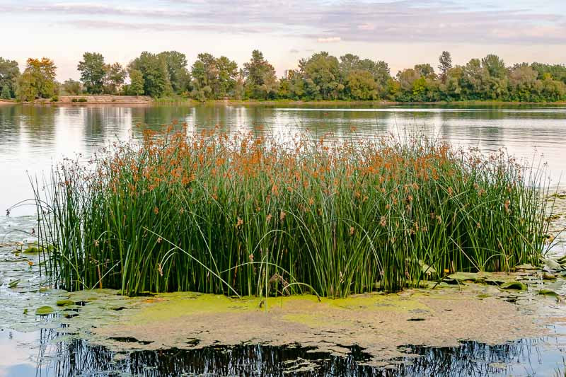 Schoenoplectus tabernaemontani (Softstem Bulrush)