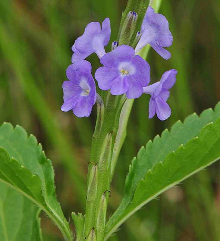 Stachytarpheta jamaicensis (Blue Porterweed)