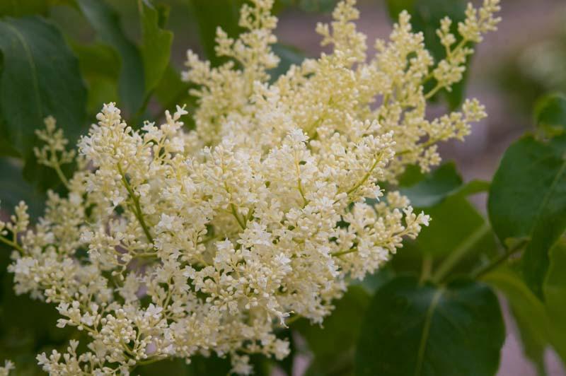 Syringa reticulata subsp. reticulata 'Snowdance' (Japanese Tree Lilac)