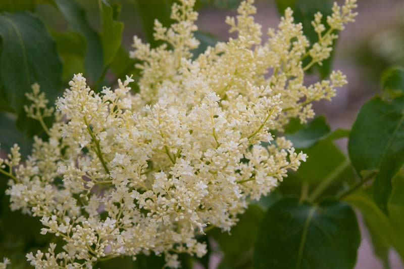 Syringa reticulata subsp. reticulata 'Snowdance' (Japanese Tree Lilac)