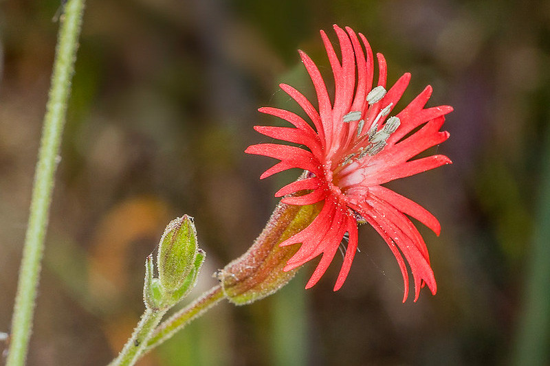 Silene laciniata (Cardinal Catchfly)