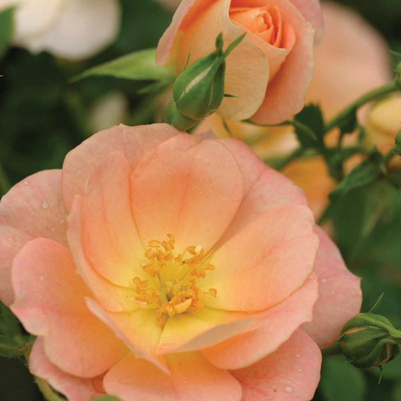 Rosa Oso Easy Peachy Cream (Groundcover Rose)