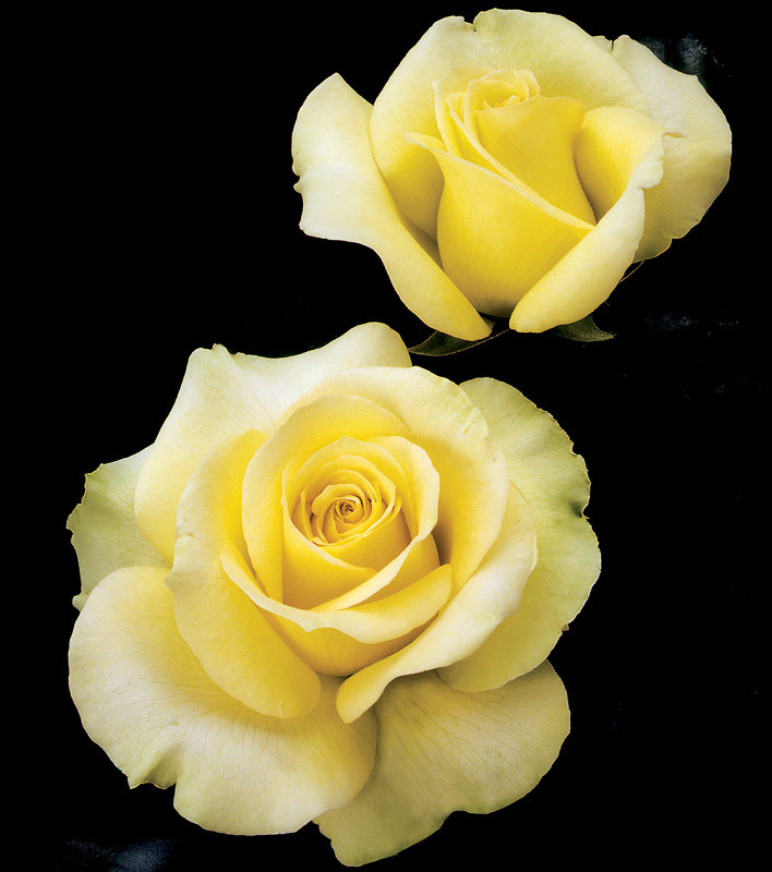 Rosa St. Patrick® (Hybrid Tea Rose)