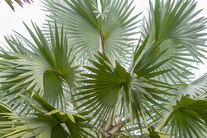 Latania loddigesii (Blue Latan Palm)