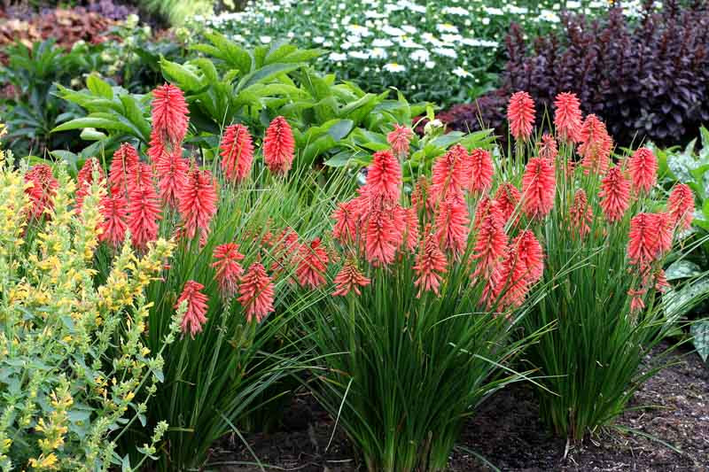Kniphofia Poco Red (Red Hot Poker)