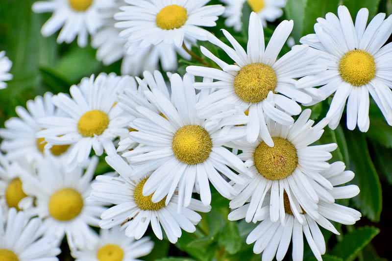Nippon (Montauk) Daisy: Vibrant Blooms for Late-Season Gardens!