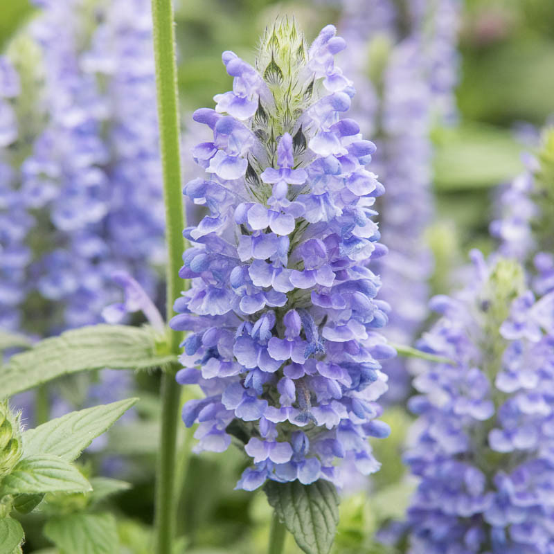 Nepeta nervosa 'Blue Moon' (Catmint)