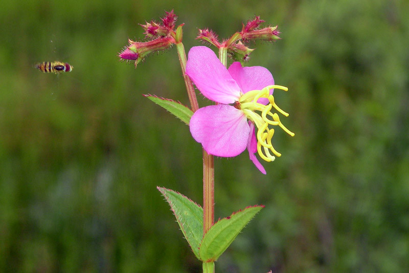Rhexia virginica (Virginia Meadow Beauty)