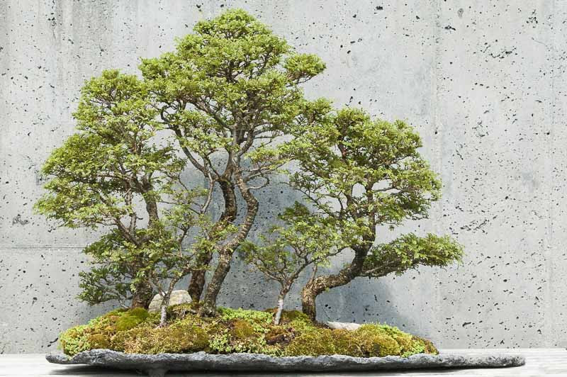 Ulmus parvifolia 'Seiju' (Chinese Elm)