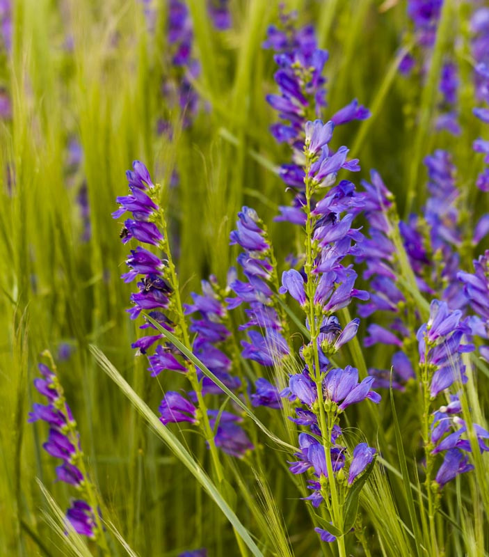 Penstemon strictus (Rocky Mountain Beardtongue)