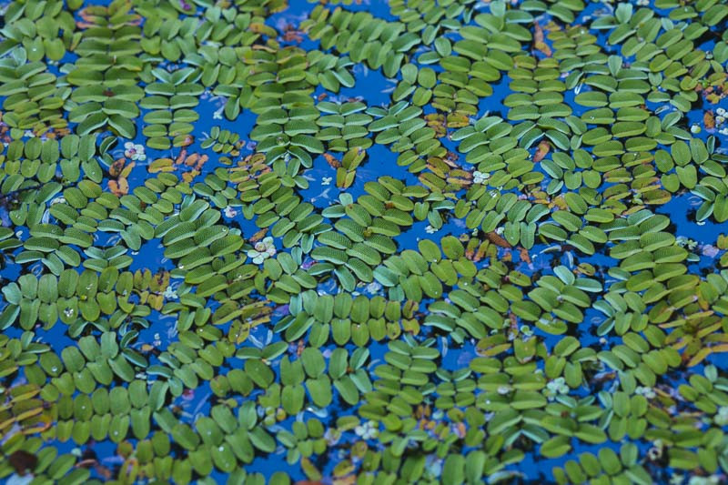 Salvinia natans (Floating Fern)