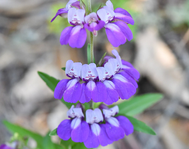 Collinsia heterophylla (Purple Chinese Houses)