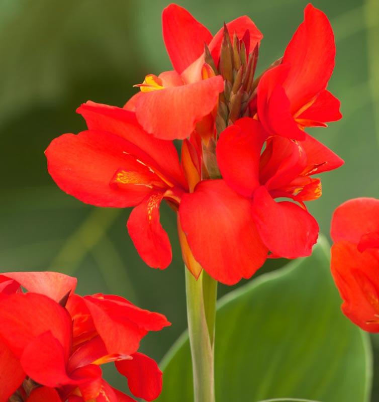 Canna 'Toucan Dark Orange' (Canna Lily)