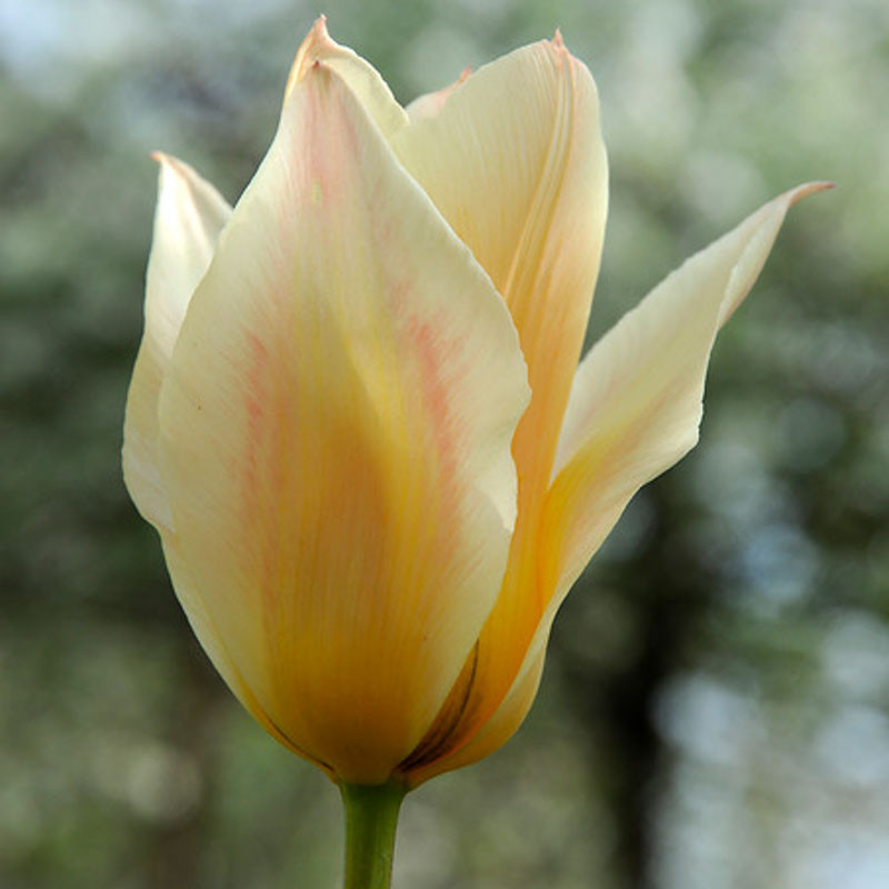 Tulipa 'Fur Elise' (Greigii Tulip)