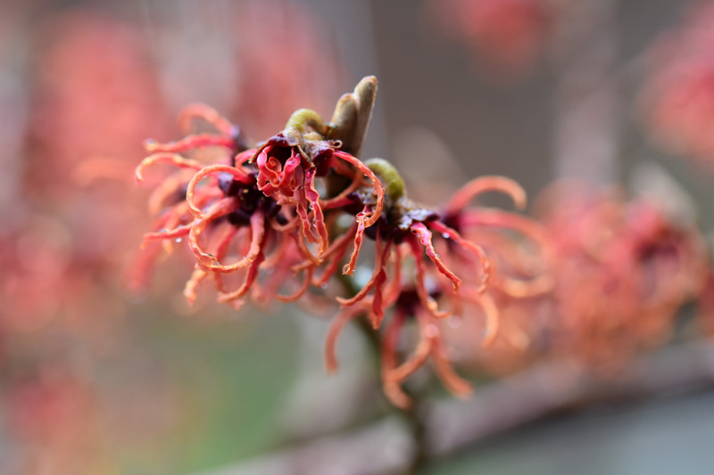 Hamamelis x intermedia 'Rubin' (Witch Hazel)