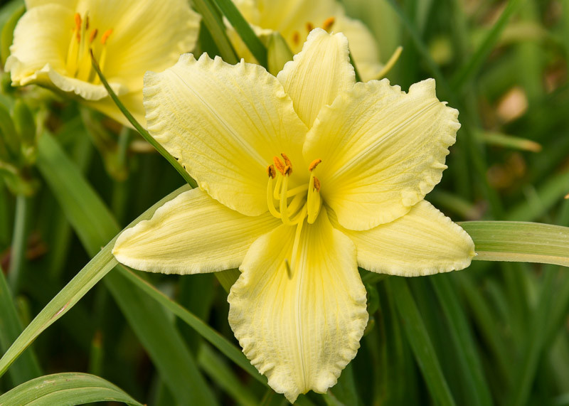 Hemerocallis 'Big Time Happy' (Reblooming Daylily)