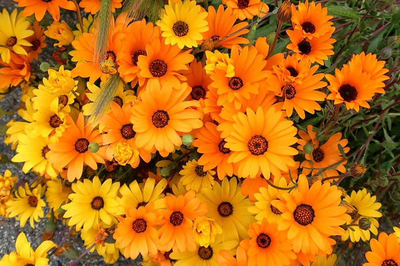 Dimorphotheca sinuata (Cape Marigold)