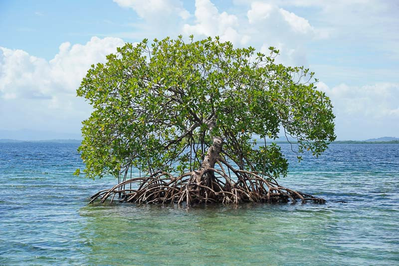 Rhizophora mangle (Red Mangrove)
