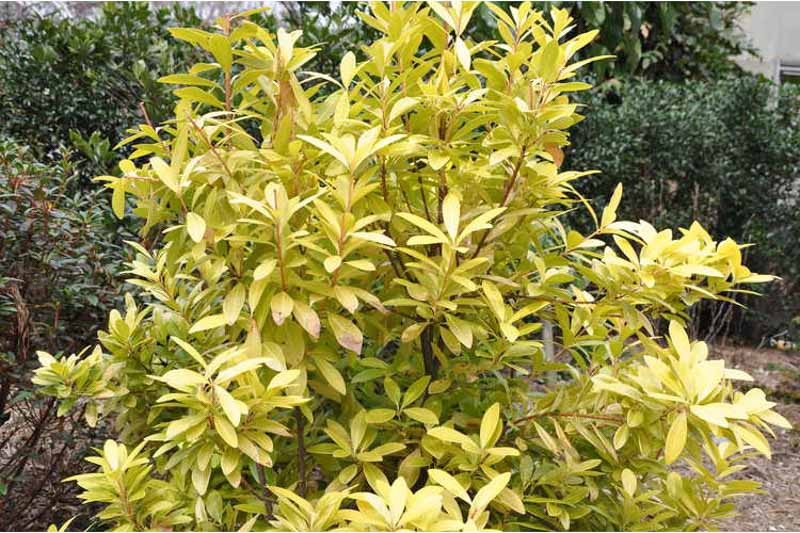 Illicium parviflorum 'Florida Sunshine' (Small Anise)