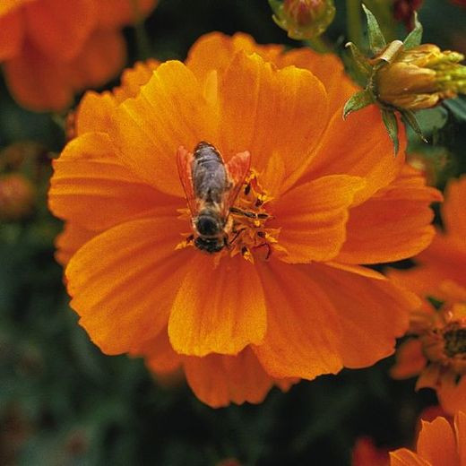Cosmos sulphureus 'Cosmic Orange'