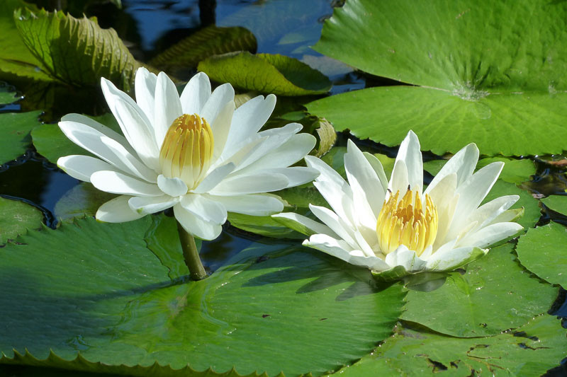 Nymphaea lotus (White Egyptian Lotus)