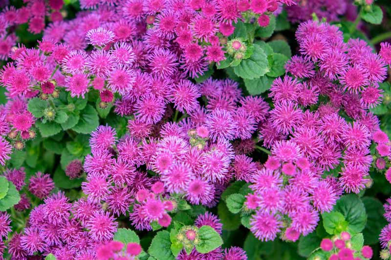 Ageratum houstonianum 'Red Bouquet' (Floss Flower)