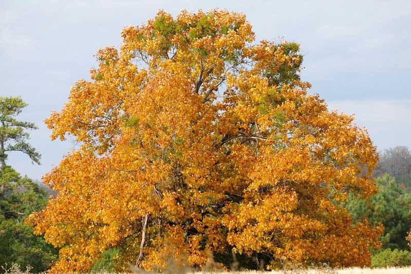 Oak Tree Autumn