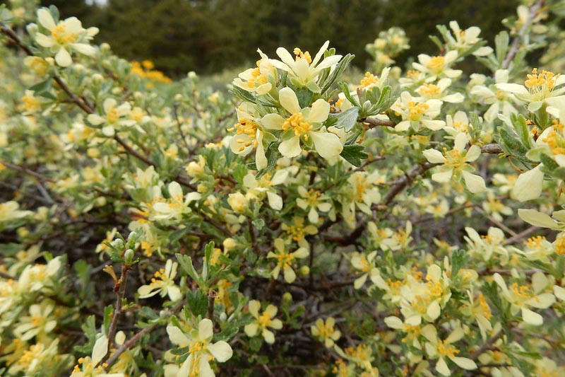 Purshia tridentata (Antelope Bitterbrush)