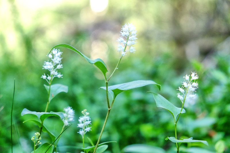 Maianthemum bifolium (False Lily of the Valley)